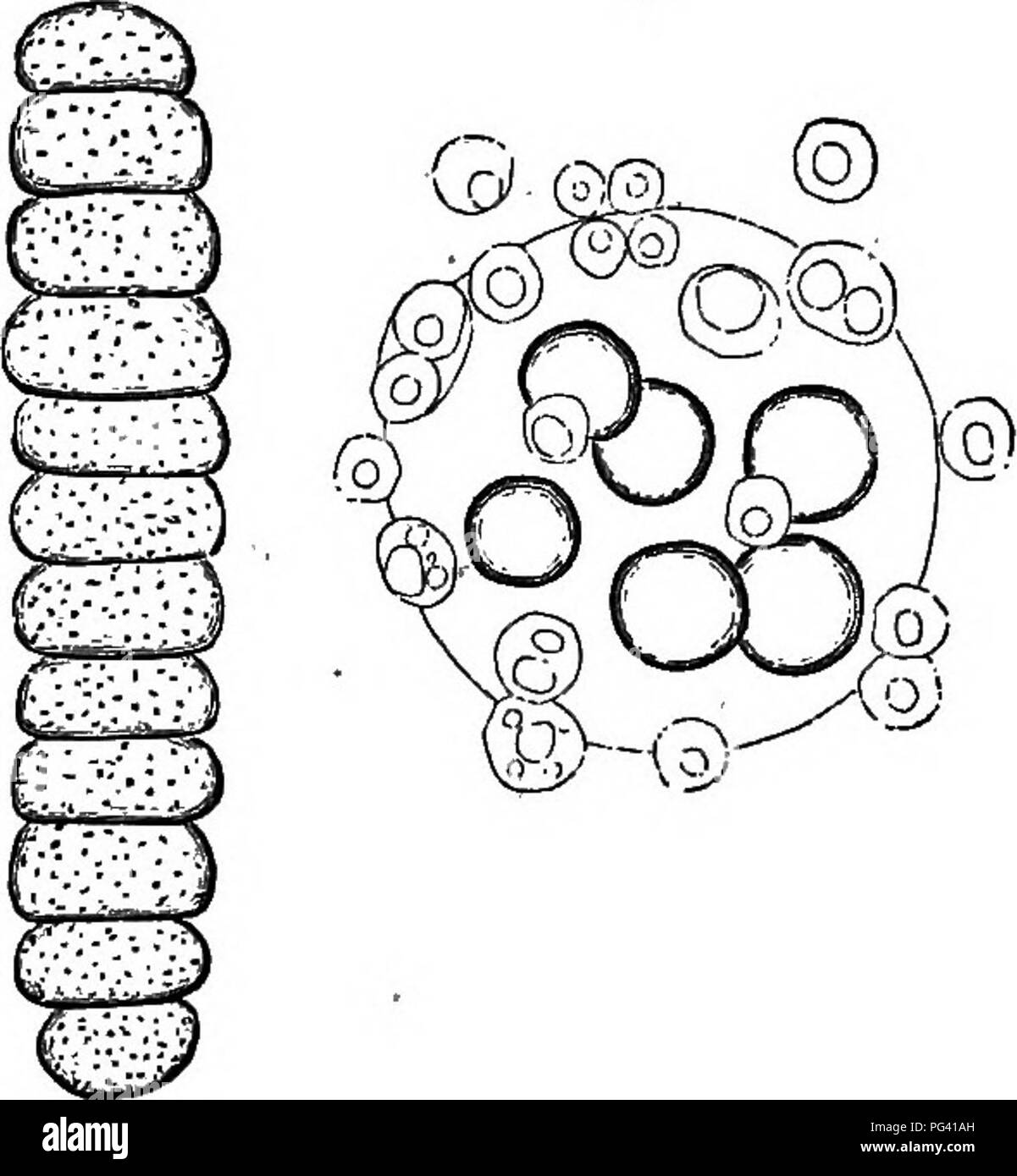 Unique biological adaptations Black and White Stock Photos & Images - Alamy