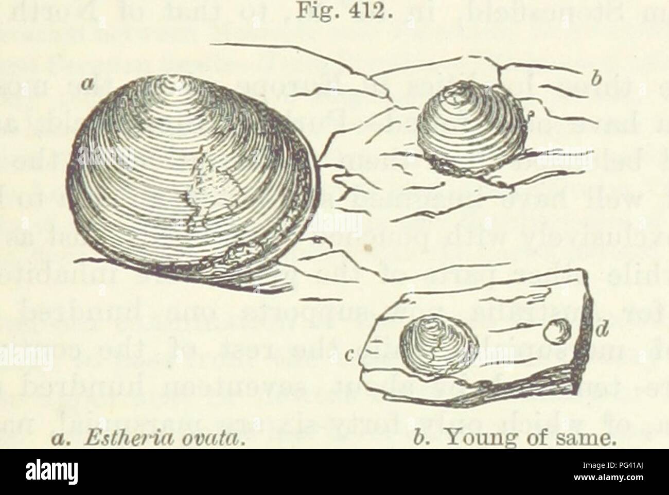 Image from page 399 of '[The Student's Elements of Geology ... With ...