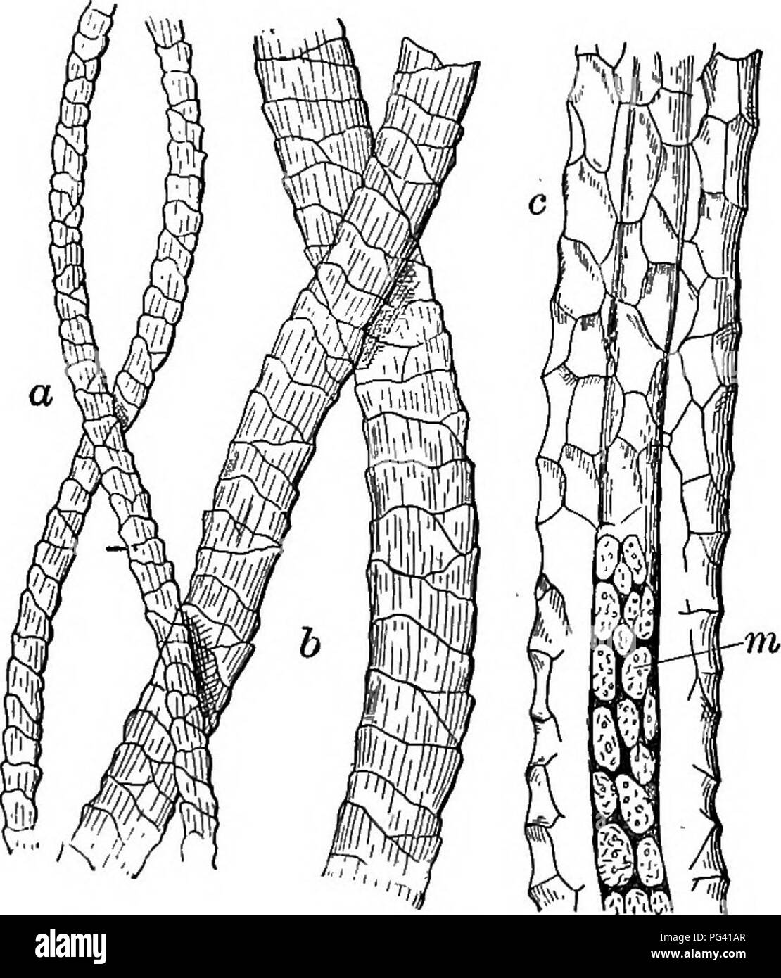 . Elements of applied microscopy. A text-book for beginners. Microscopy ...
