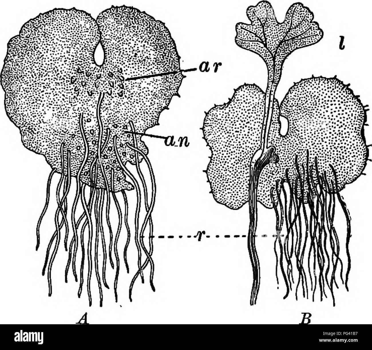 Pteridophytes Structure