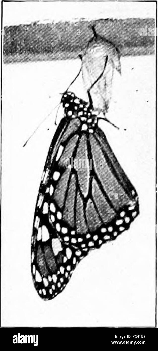 Butterfly Coming Out Of Cocoon Black And White