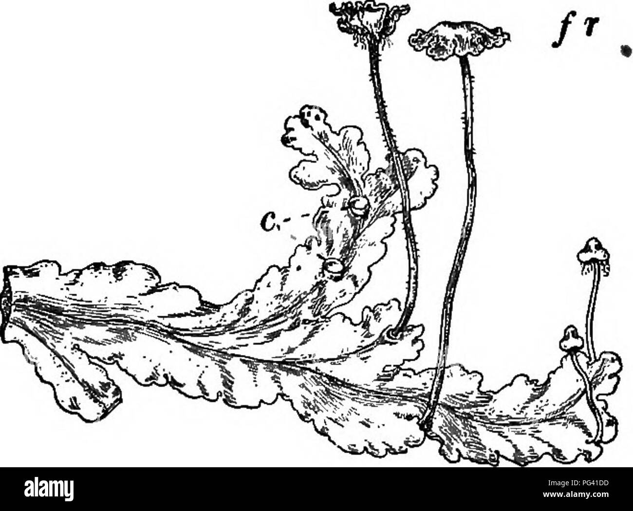 This botanical manual offers detailed illustrations of liverwort ...