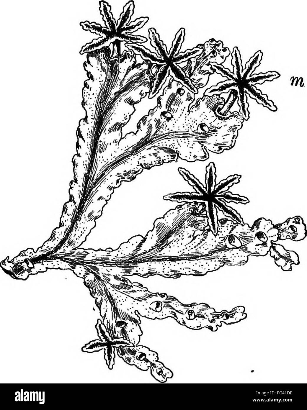 A textbook on botany that includes a detailed section on bryophytes ...