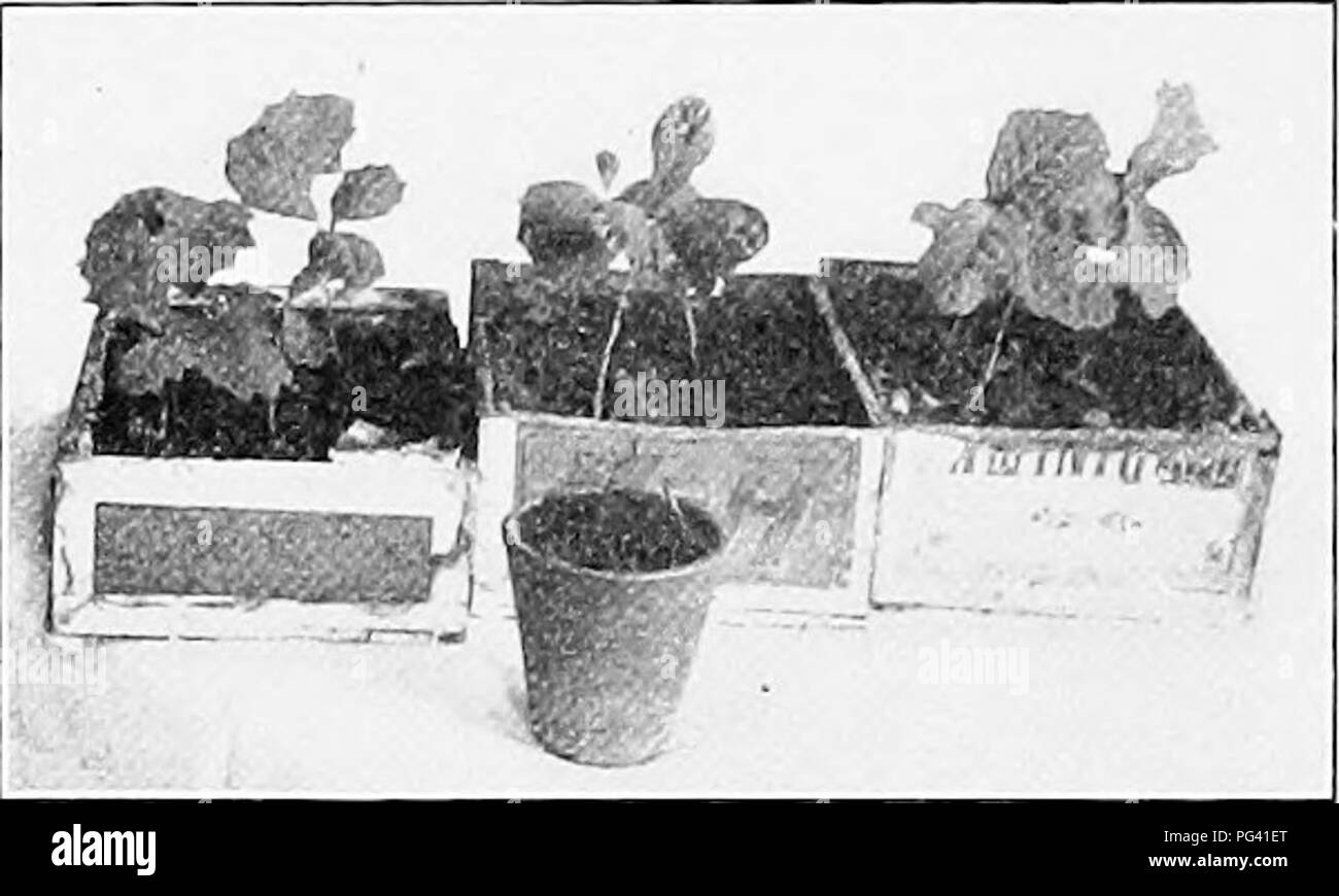 This educational work emphasizes the importance of understanding tree ...