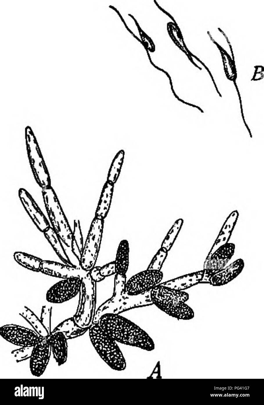 An educational illustration on the reproductive structures of rockweed ...