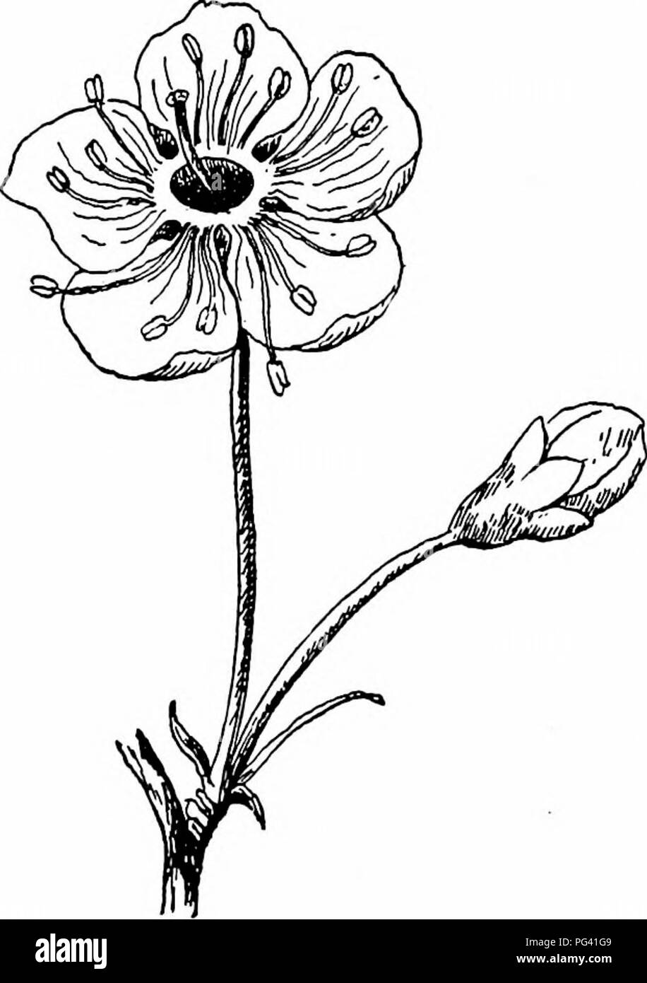 This book provides a detailed guide on identifying native trees ...