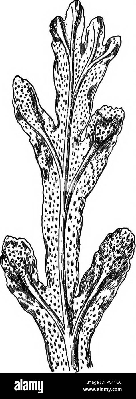 Apical cell hi-res stock photography and images - Alamy