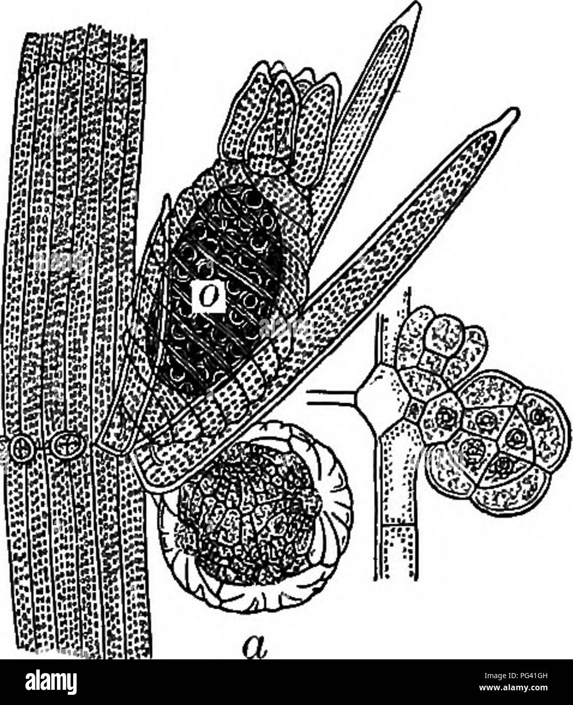 . Foundations of botany. Botany; Botany. TYPES OF CRYPTOGAMS ...