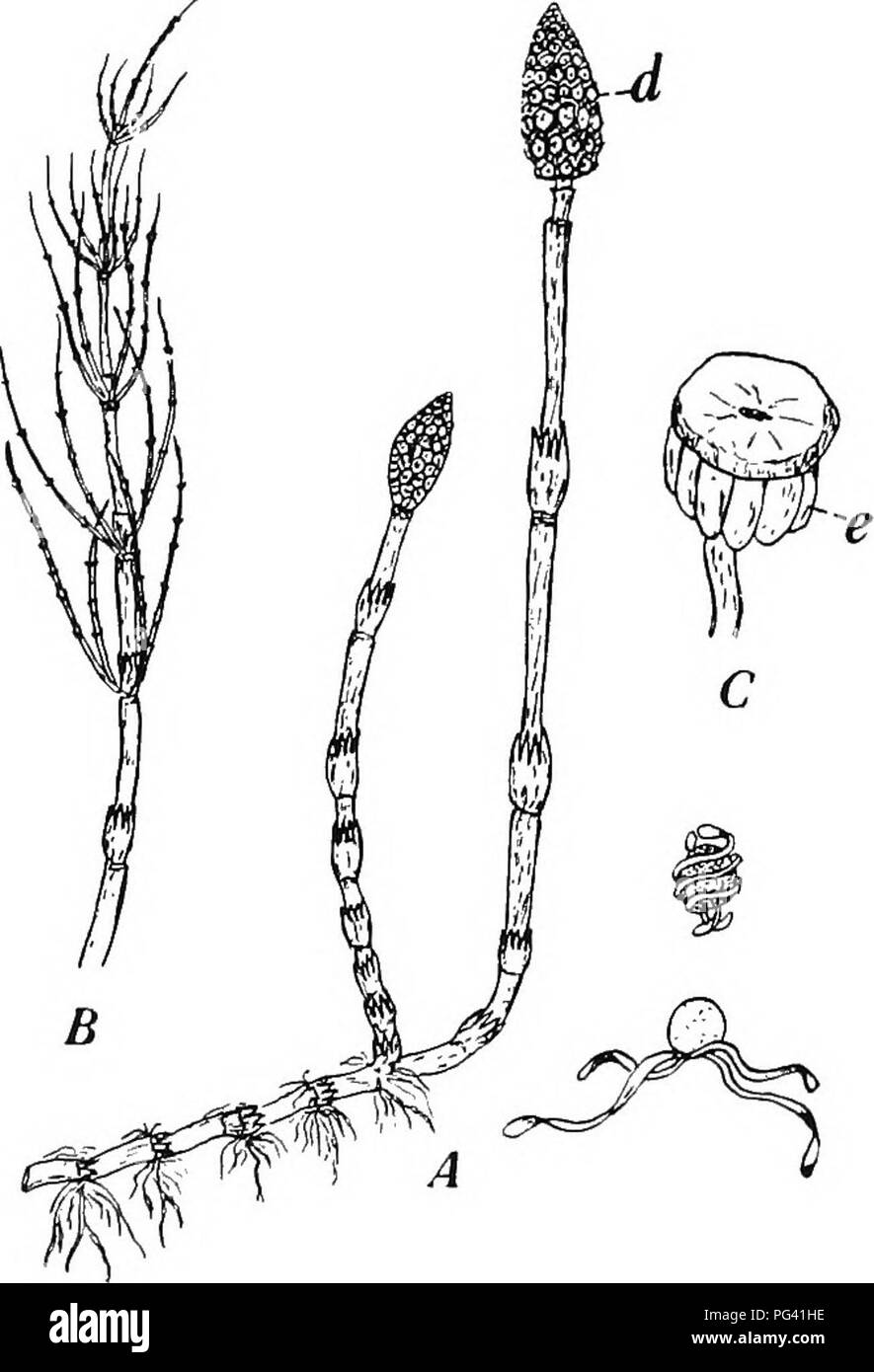 Sterile shoot hi-res stock photography and images - Alamy