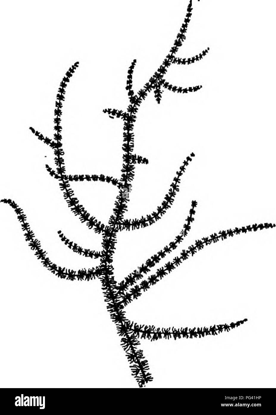 This text discusses red algae species, their reproduction methods, and ...