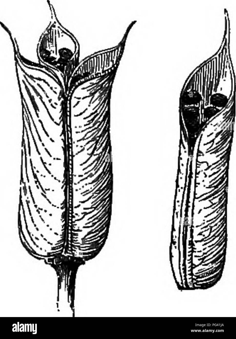 Follicle Fruit Examples