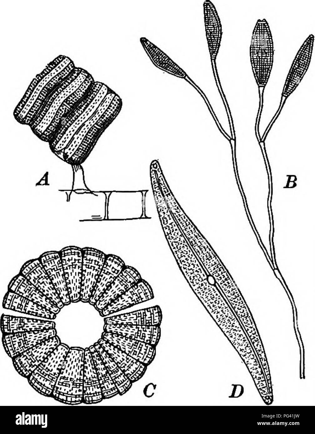 Algae scum Cut Out Stock Images & Pictures - Alamy