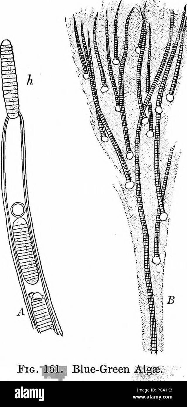 oscillatoria under microscope drawing