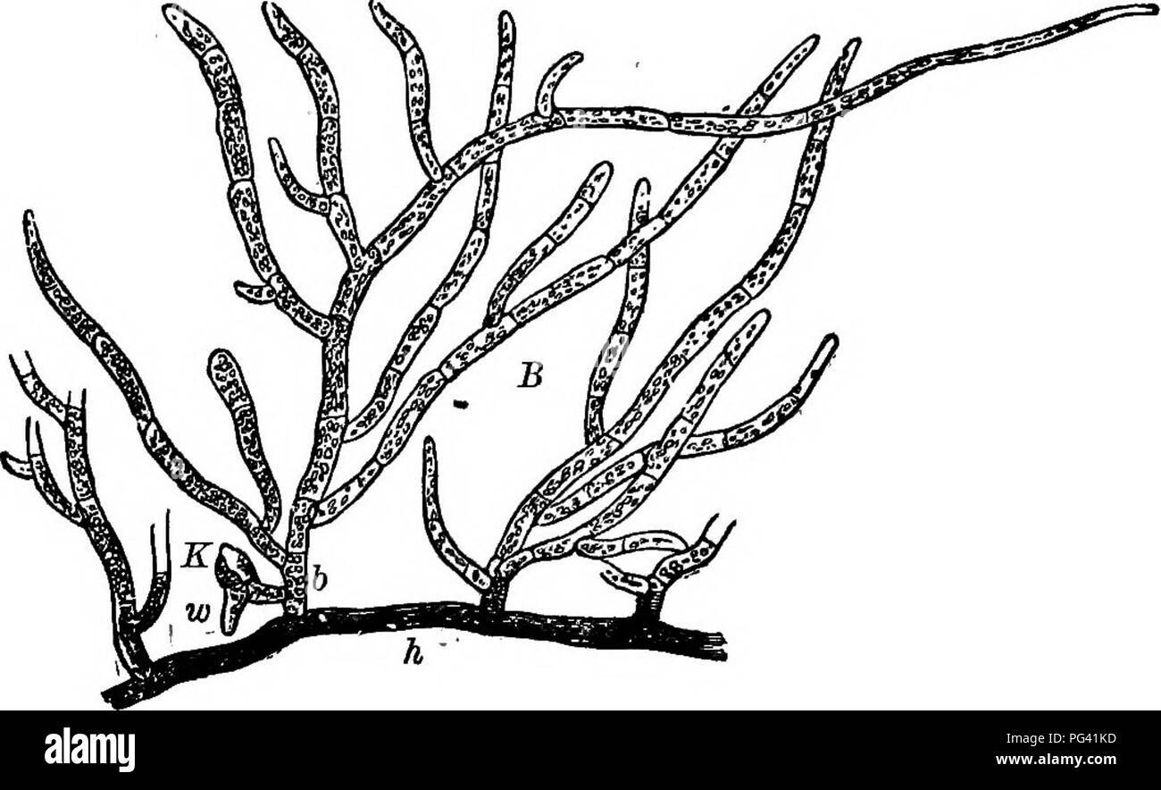 . Elements of botany. Botany; Botany. 240 ELEMENTS OF BOTANY. produces ...