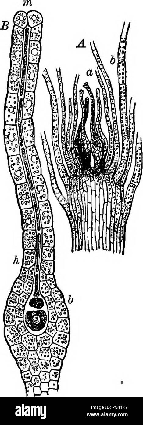 Moss enlarged Black and White Stock Photos & Images - Alamy