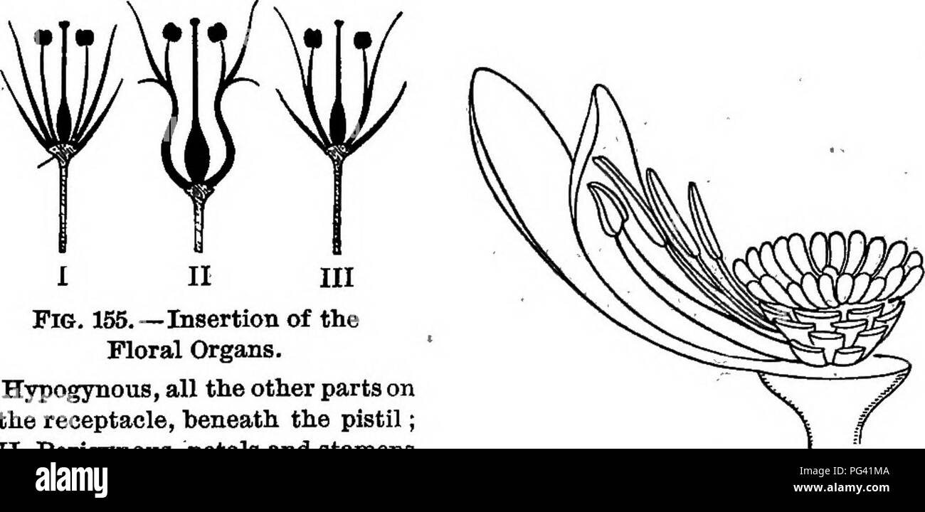 Perigynous hi-res stock photography and images - Alamy