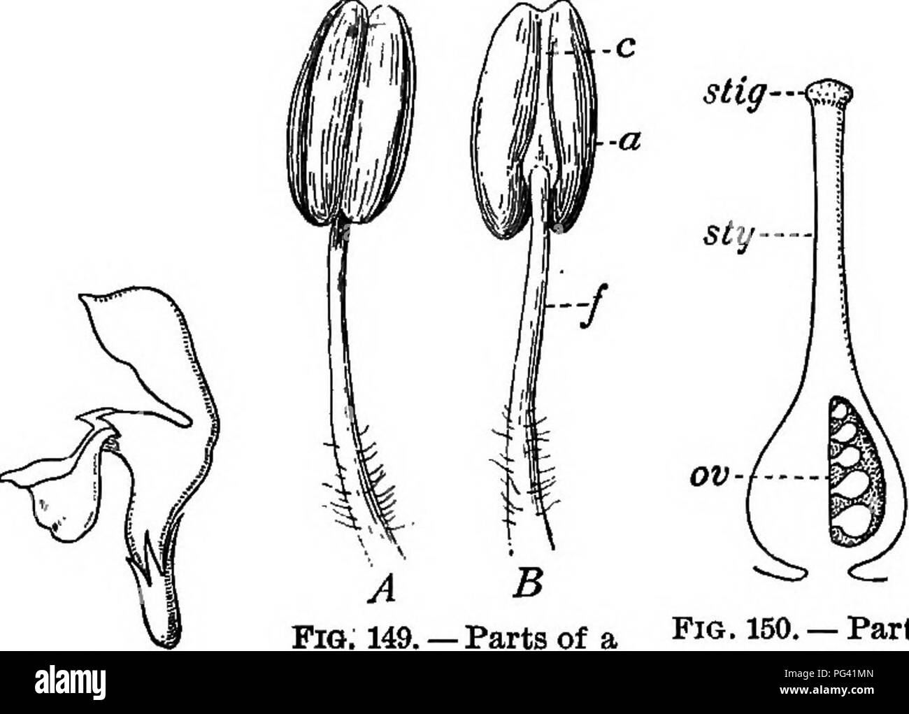 . Foundations of botany. Botany; Botany. STRUCTUKE OF THE FLOWER AND ...