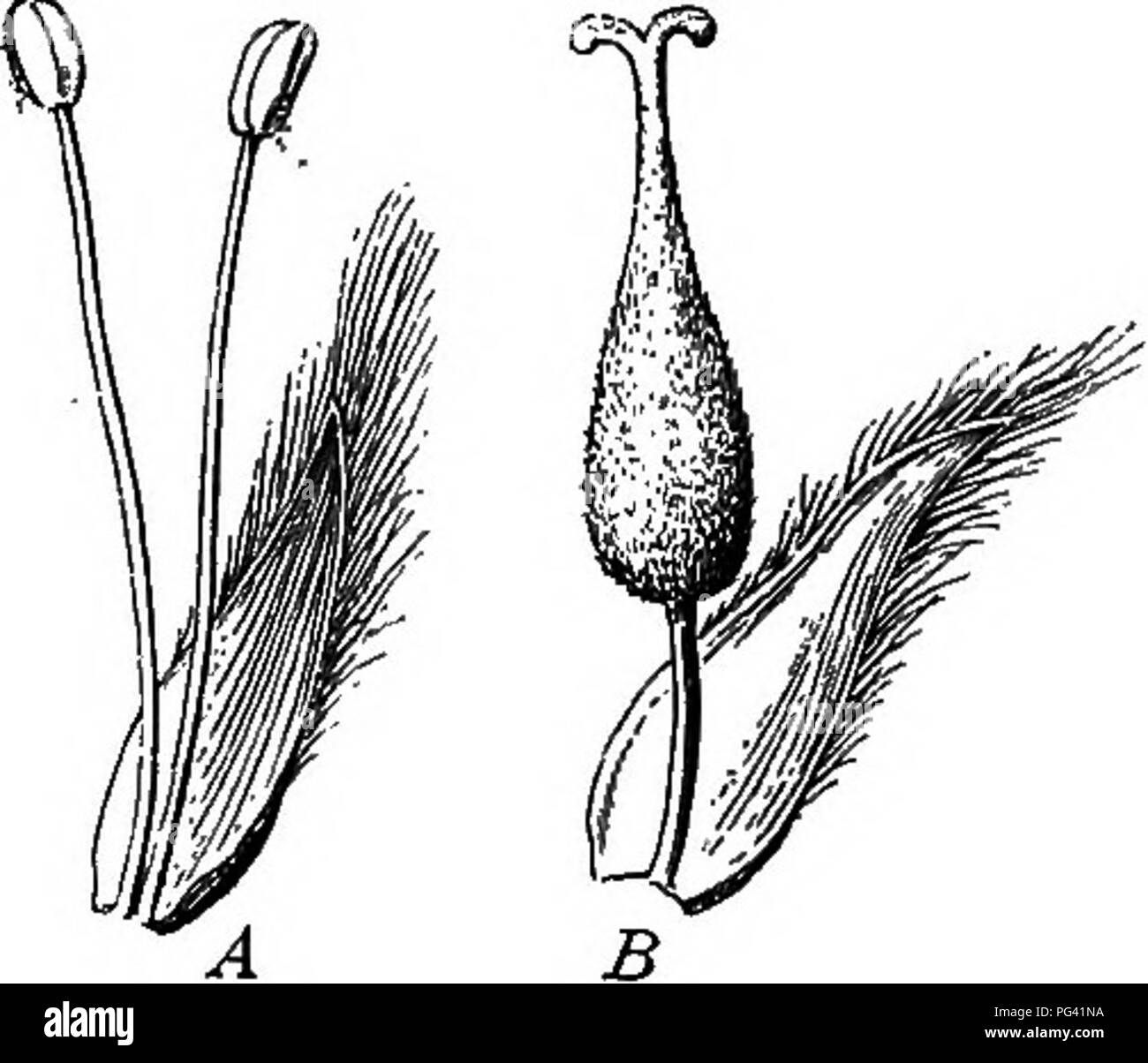 This botanical text introduces the foundational concepts in plant ...
