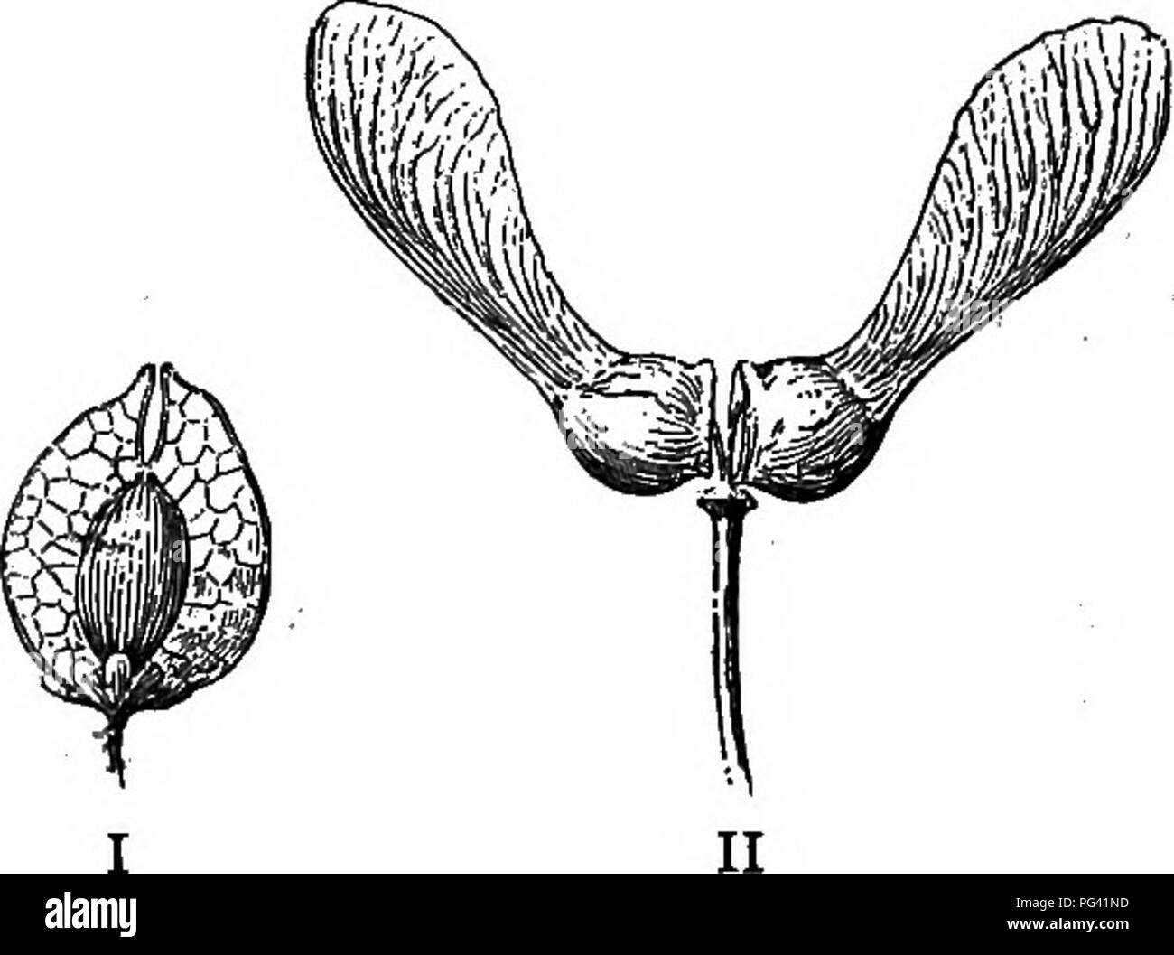 Winged fruits Black and White Stock Photos & Images - Alamy