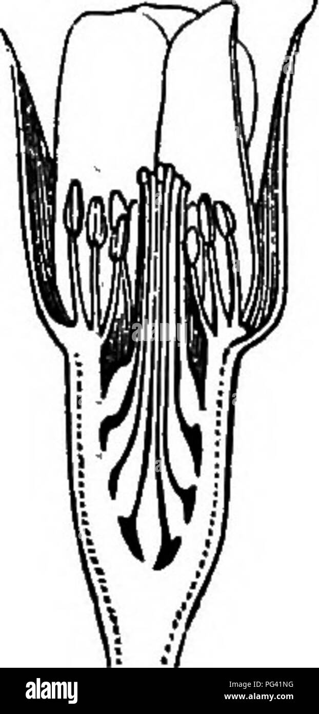 . Foundations of botany. Botany; Botany. STRUCTURE OP THE FLOWER AND ...