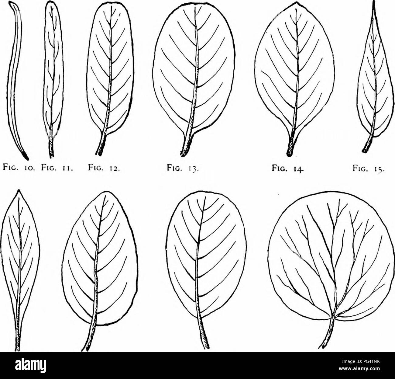 . Our native trees and how to identify them : a popular study of their ...