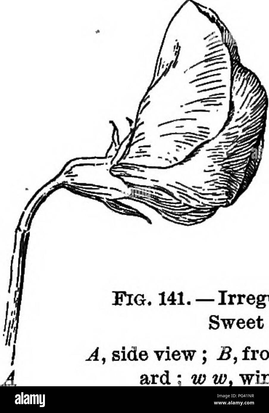 Pea flower structure hi-res stock photography and images - Alamy