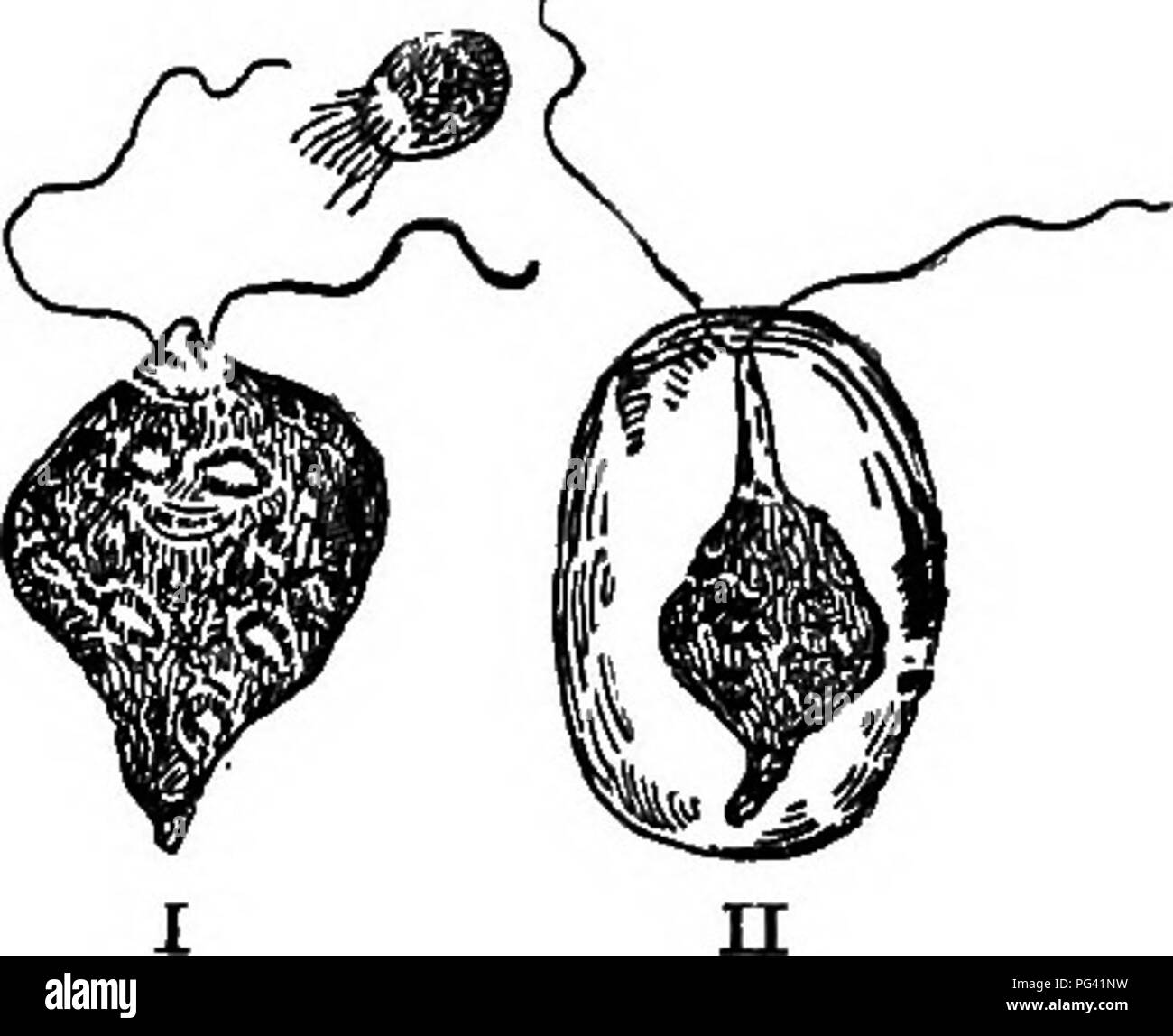 This work on botany covers various plant species, including the motile ...