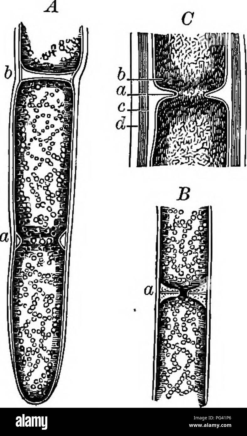 Spirogyra Conjugation Diagram