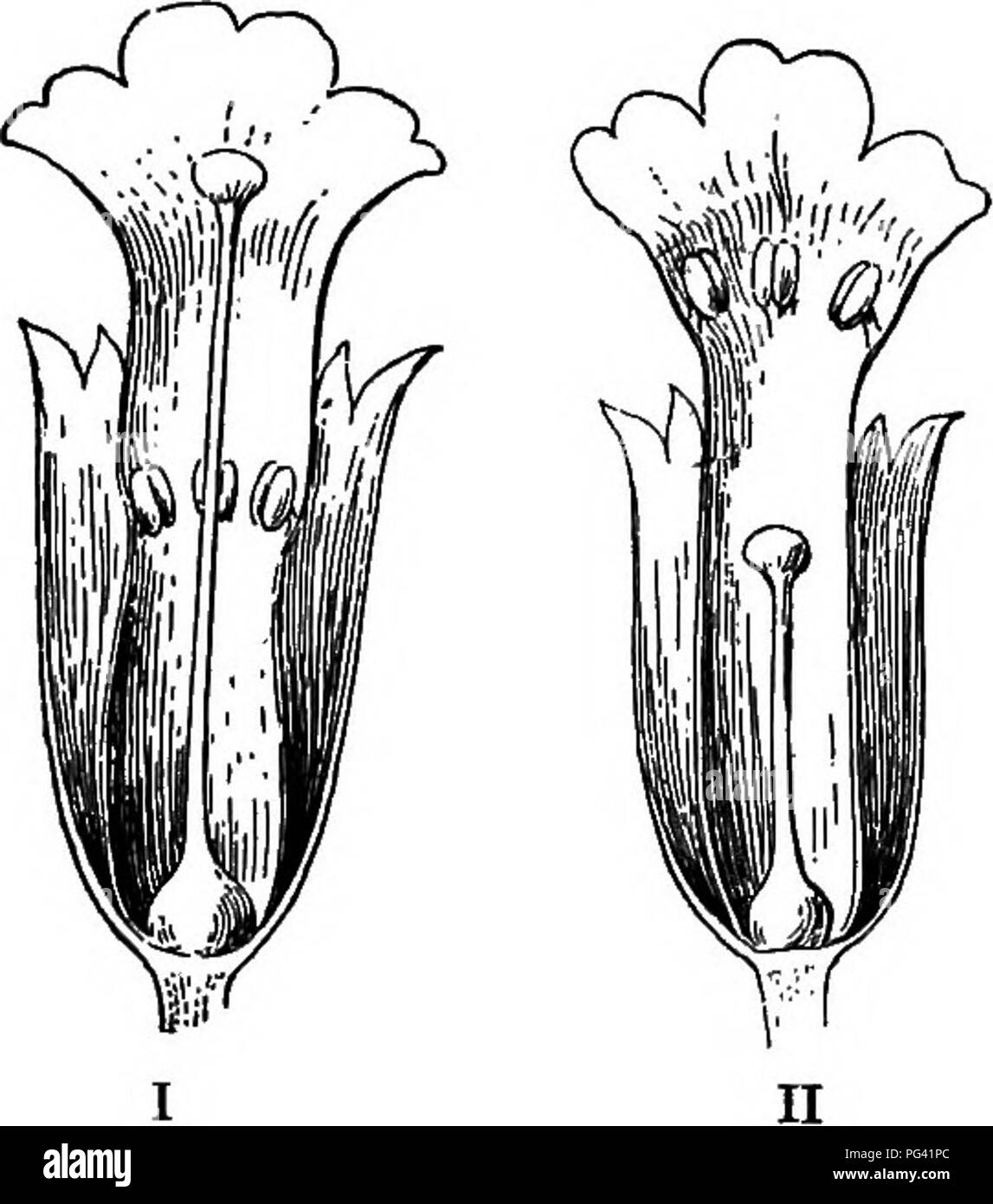 Partridge berry hi-res stock photography and images - Alamy