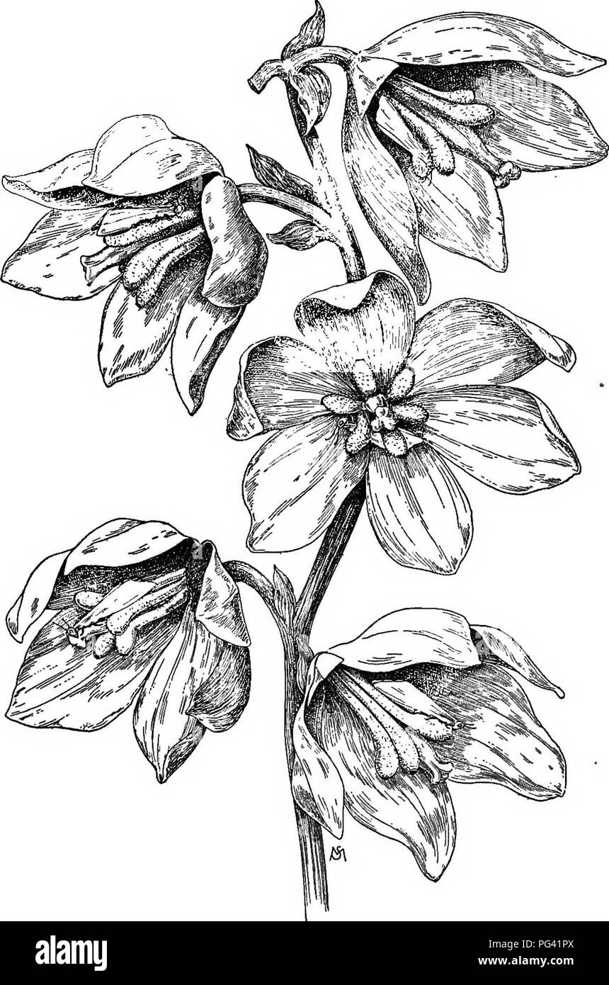 Essentials of Botany: A detailed illustration of Yucca flowers being ...