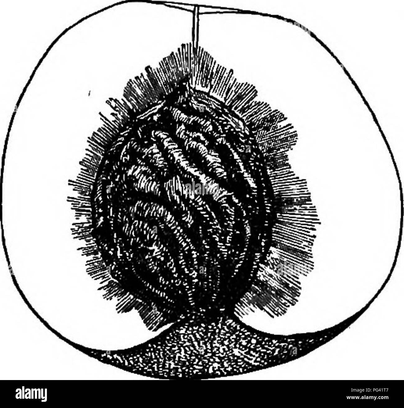 Examination fruit Black and White Stock Photos & Images - Alamy