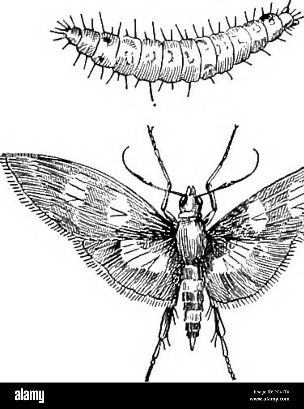 This work details the lifecycle of the Apple-Leaf Crumpler (Physis ...
