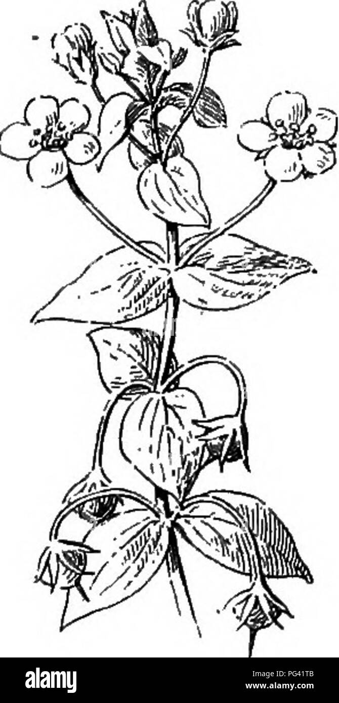 Solitary Flower Inflorescence