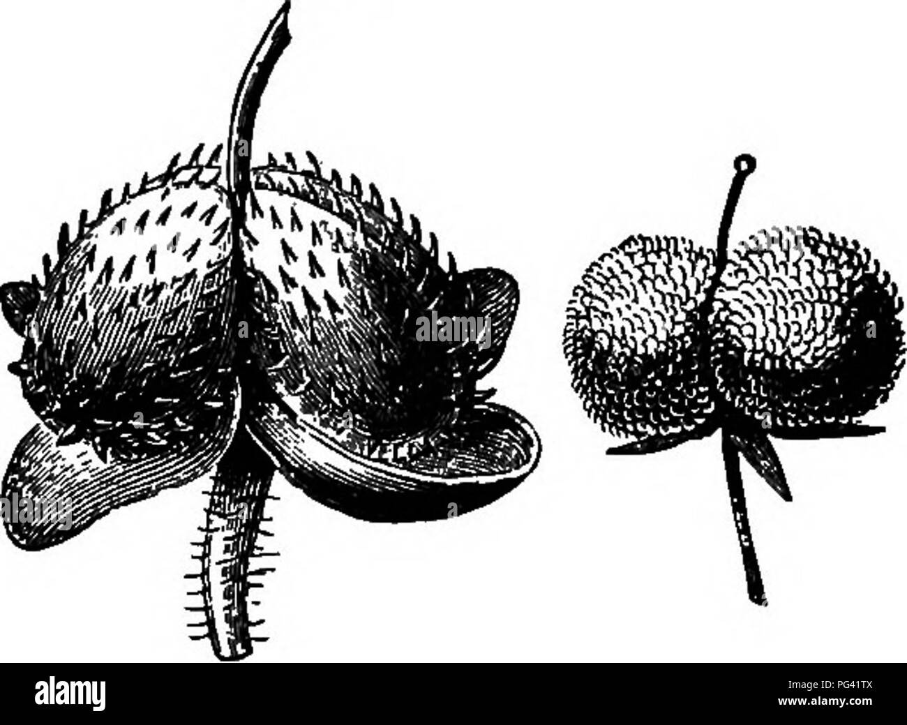 ‘Elements of Botany’ focuses on plant fruiting structures, including ...