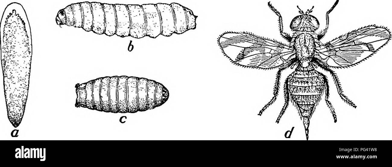 House fly maggot hi-res stock photography and images - Alamy