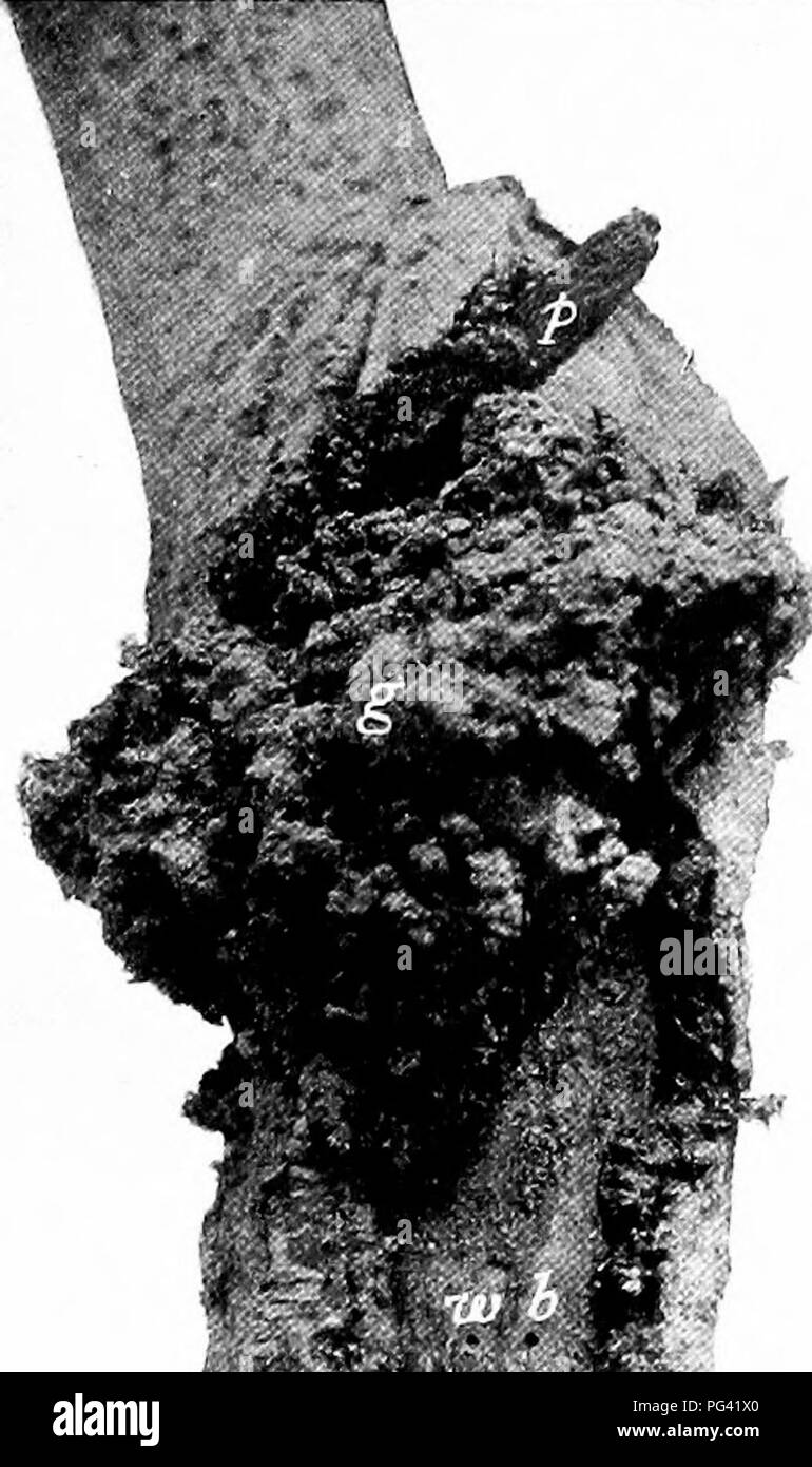This work on nature study covers the life cycle of the codling moth ...