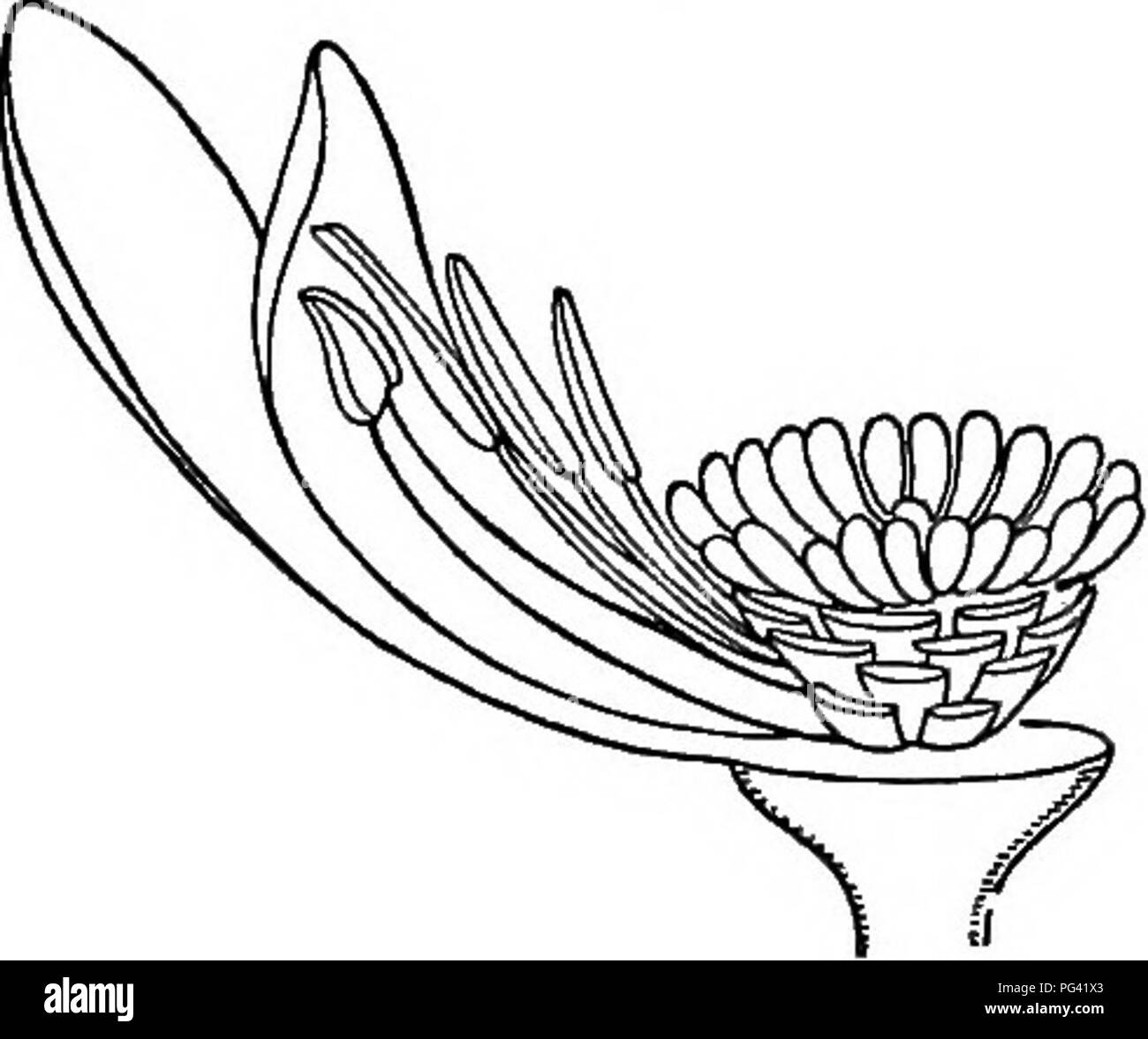 Perigynous Black and White Stock Photos & Images - Alamy