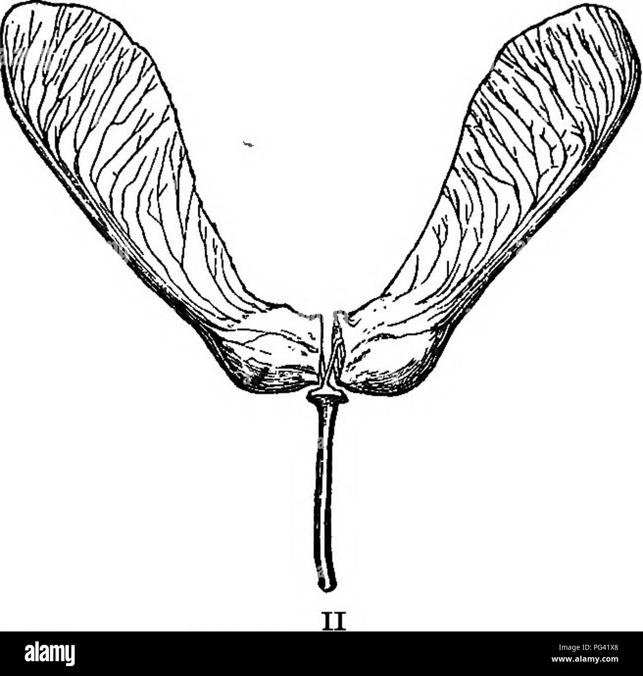 This botanical text describes various types of fruit, such as follicles ...