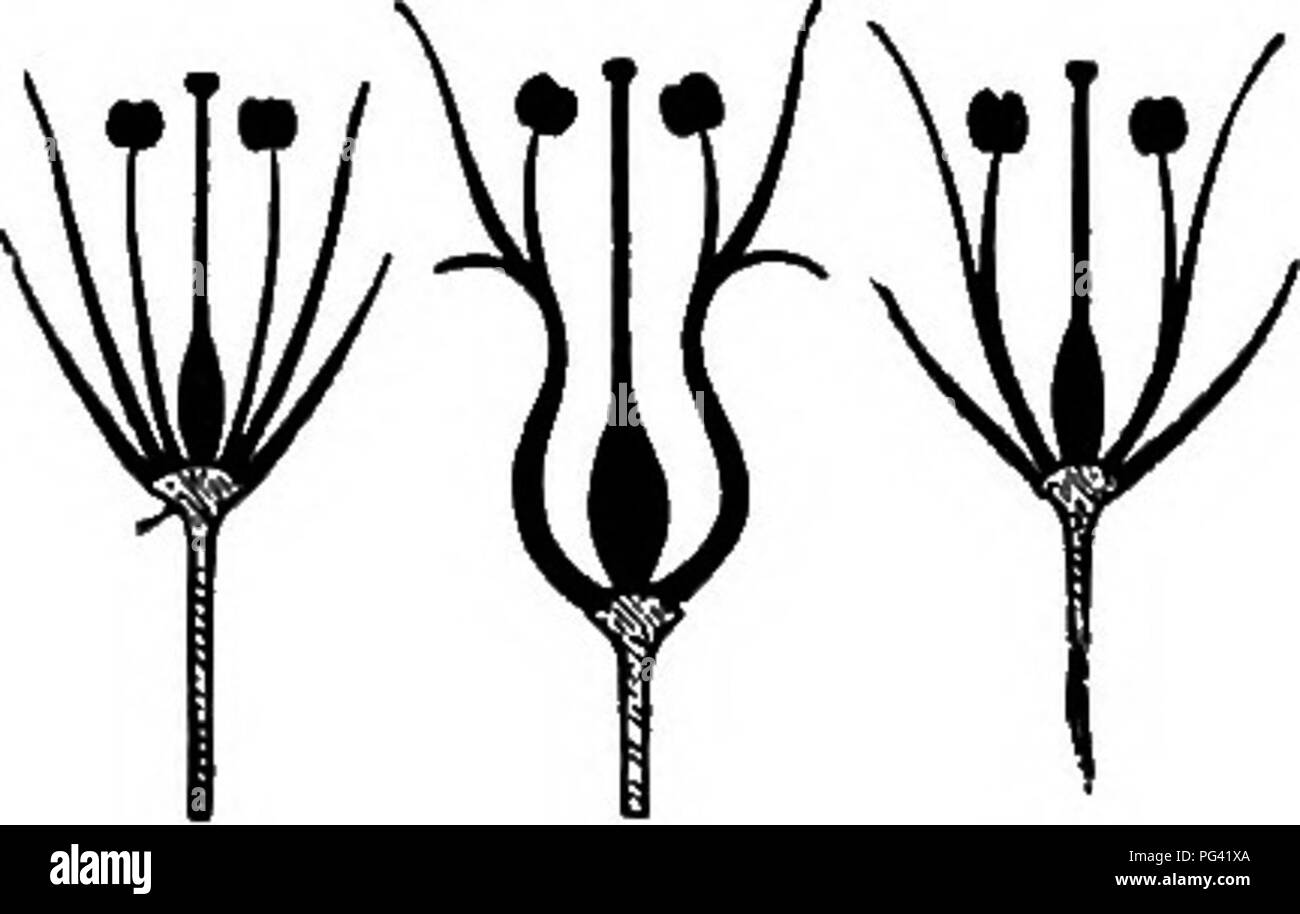 Perigynous hi-res stock photography and images - Alamy