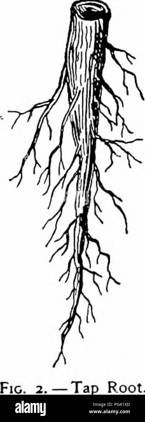 This study provides a comprehensive guide to identifying native trees ...