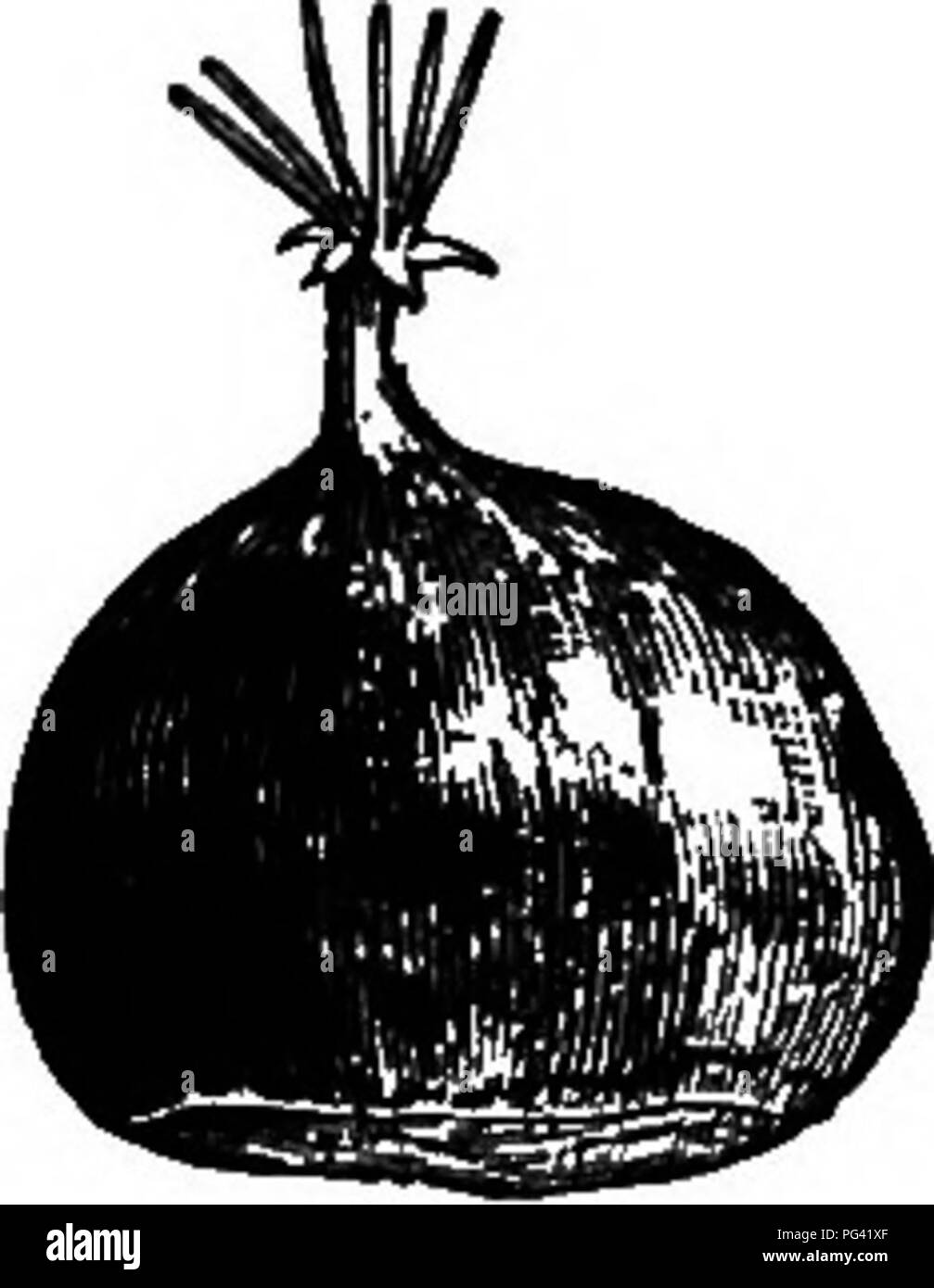 Rice an ovary hi-res stock photography and images - Alamy