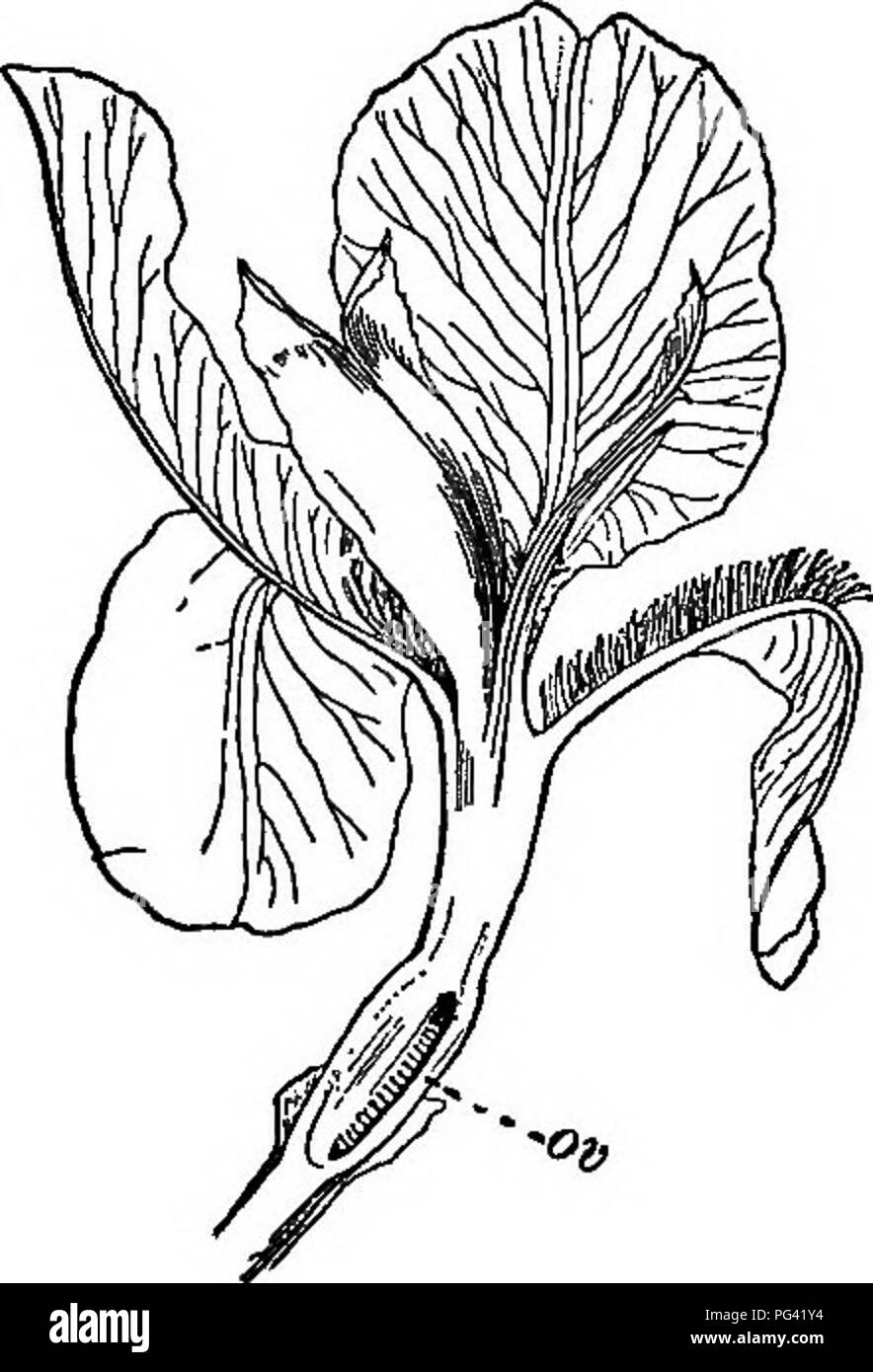 This illustration from 'Elements of Botany' by Joseph Y. Bergen depicts ...