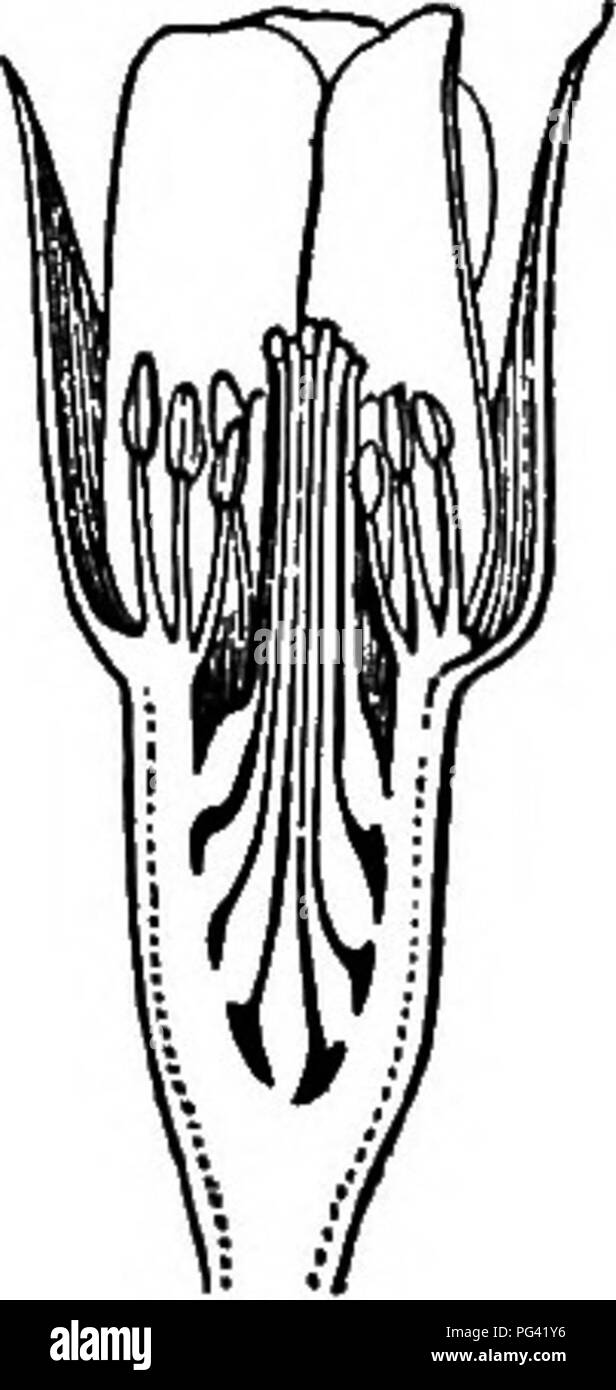 This collection focuses on the essential aspects of botany, including ...