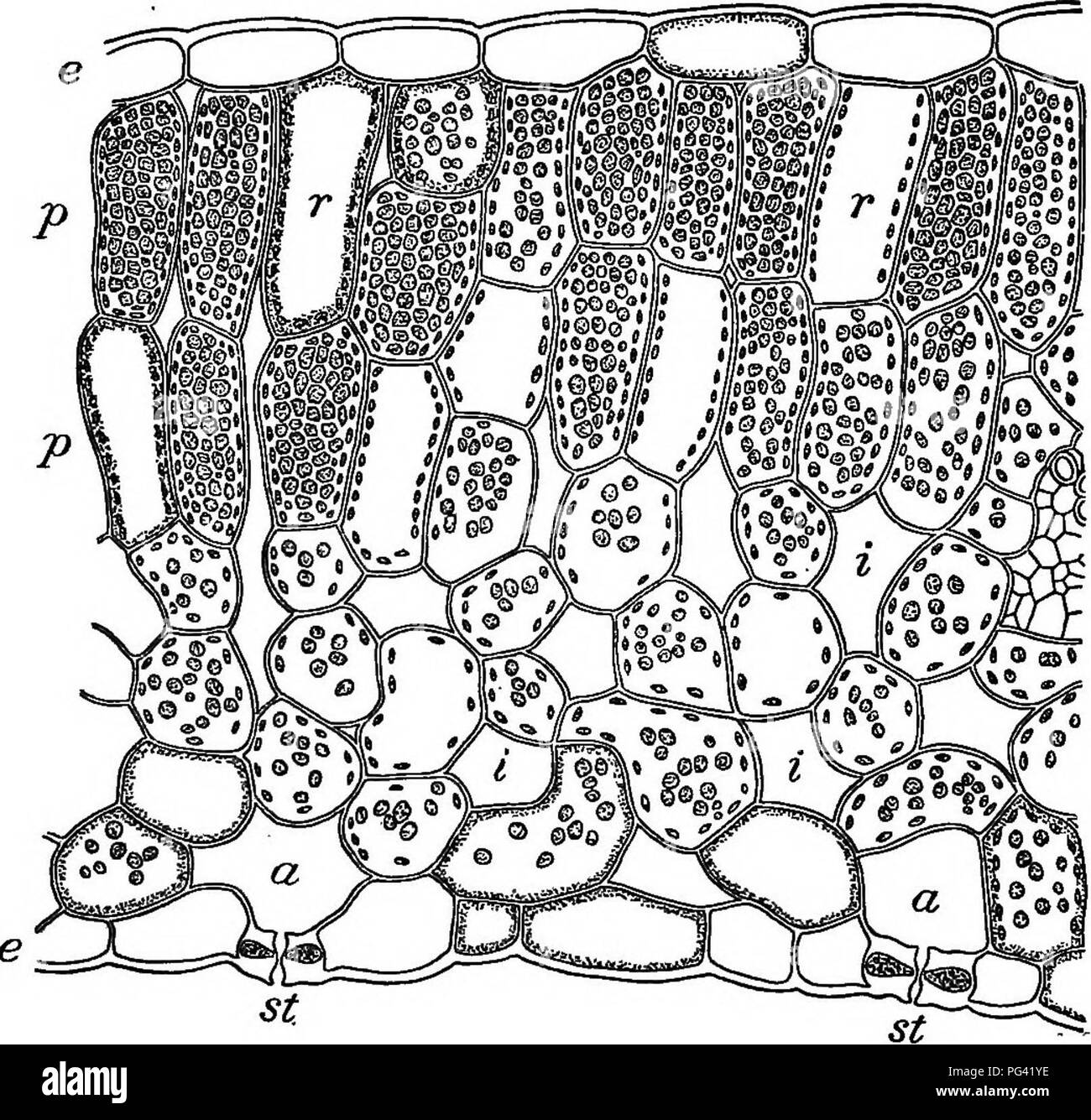 This image illustrates the minute structure of leaves, focusing on ...