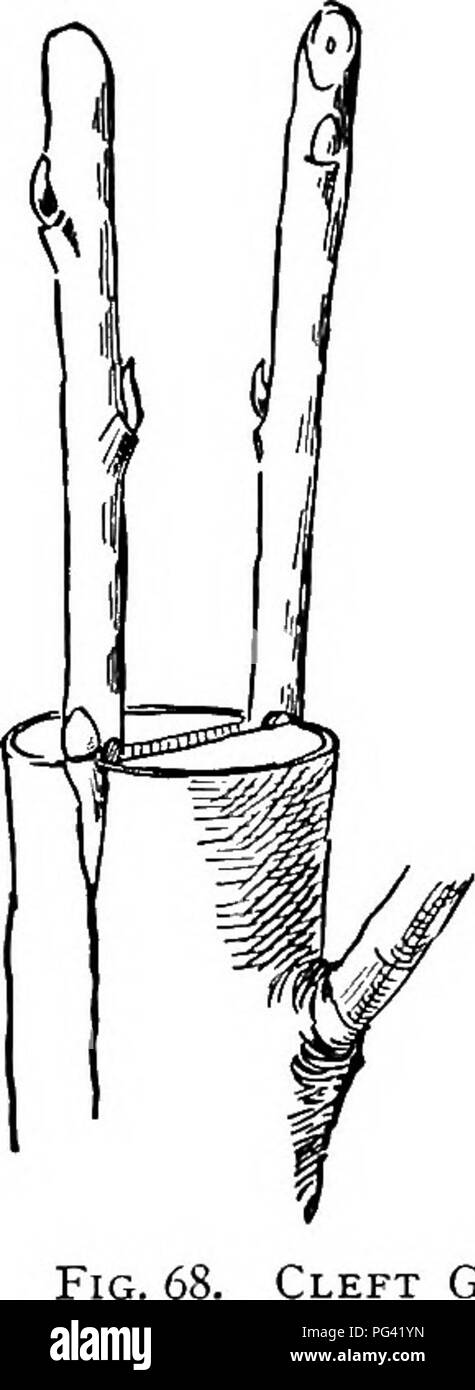 Strong limbs Black and White Stock Photos & Images - Alamy