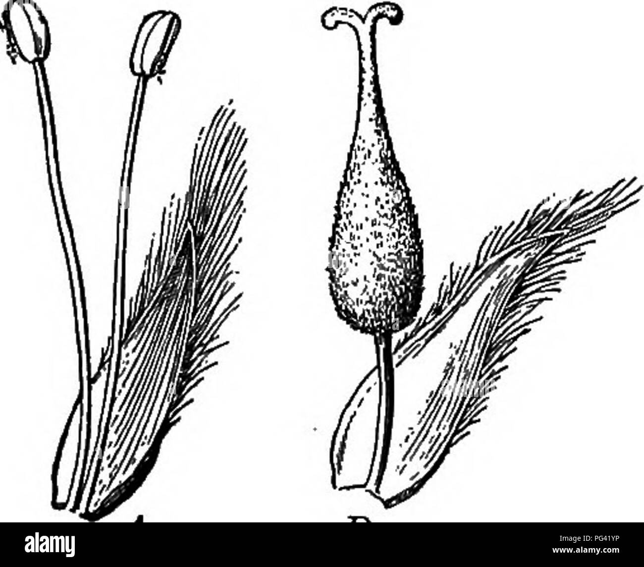 This book covers the fundamental principles of botany, including the ...