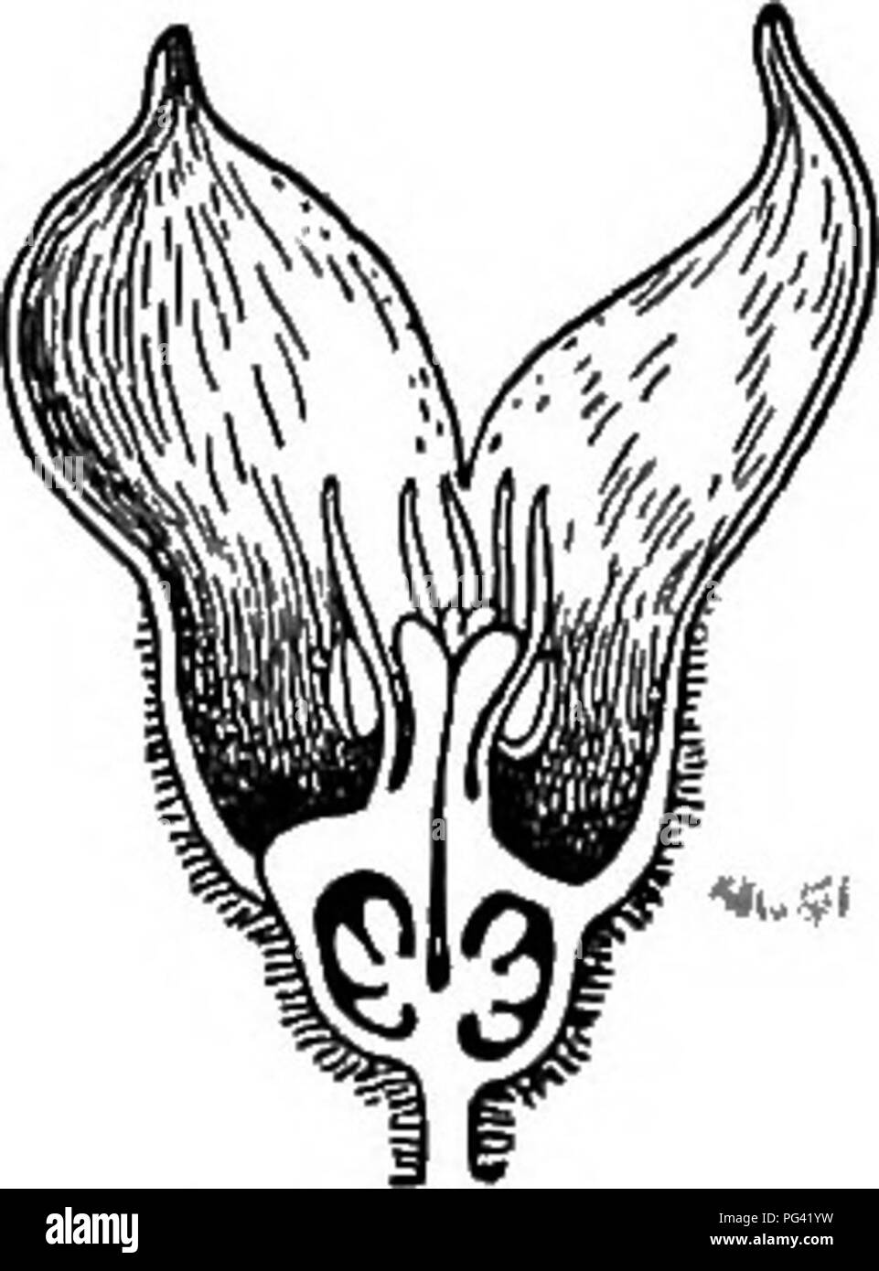 Apetalous flower hi-res stock photography and images - Alamy