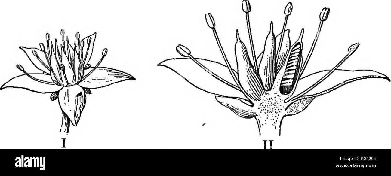 This page from 'Essentials of Botany' illustrates key botanical ...