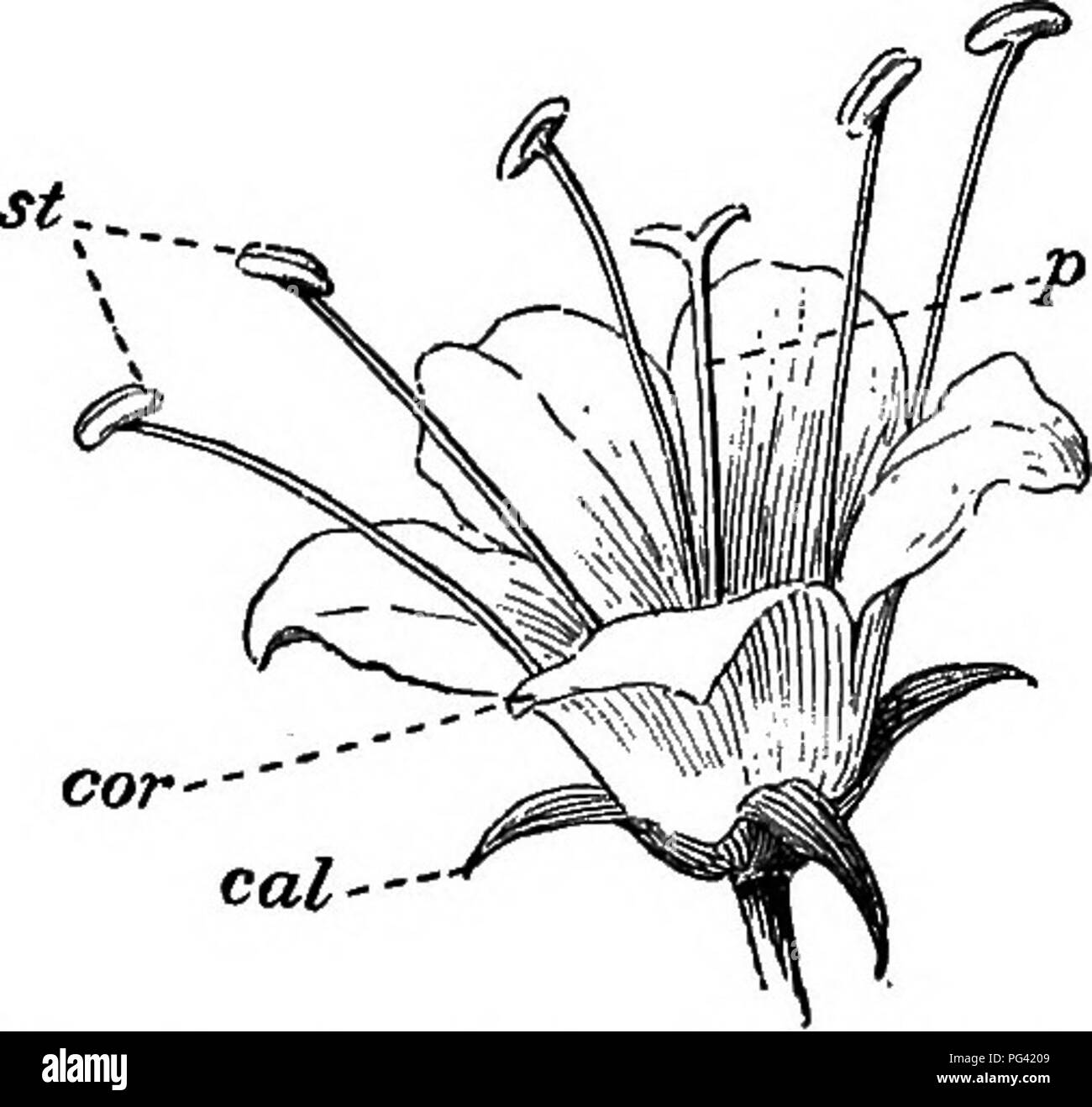 Chapter XV of Essentials of Botany covers the reproductive structures ...