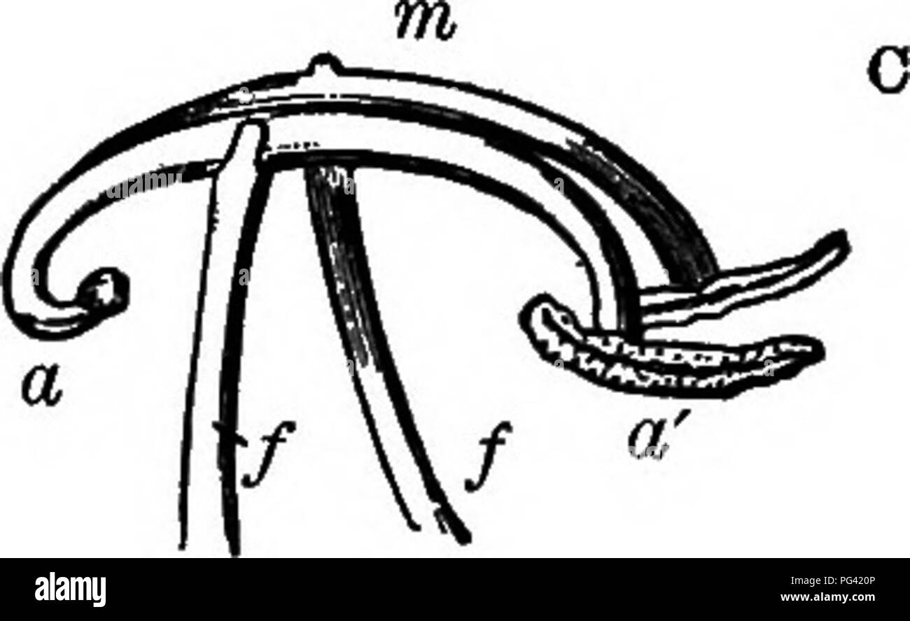This botany text provides an overview of the flower and stamen ...